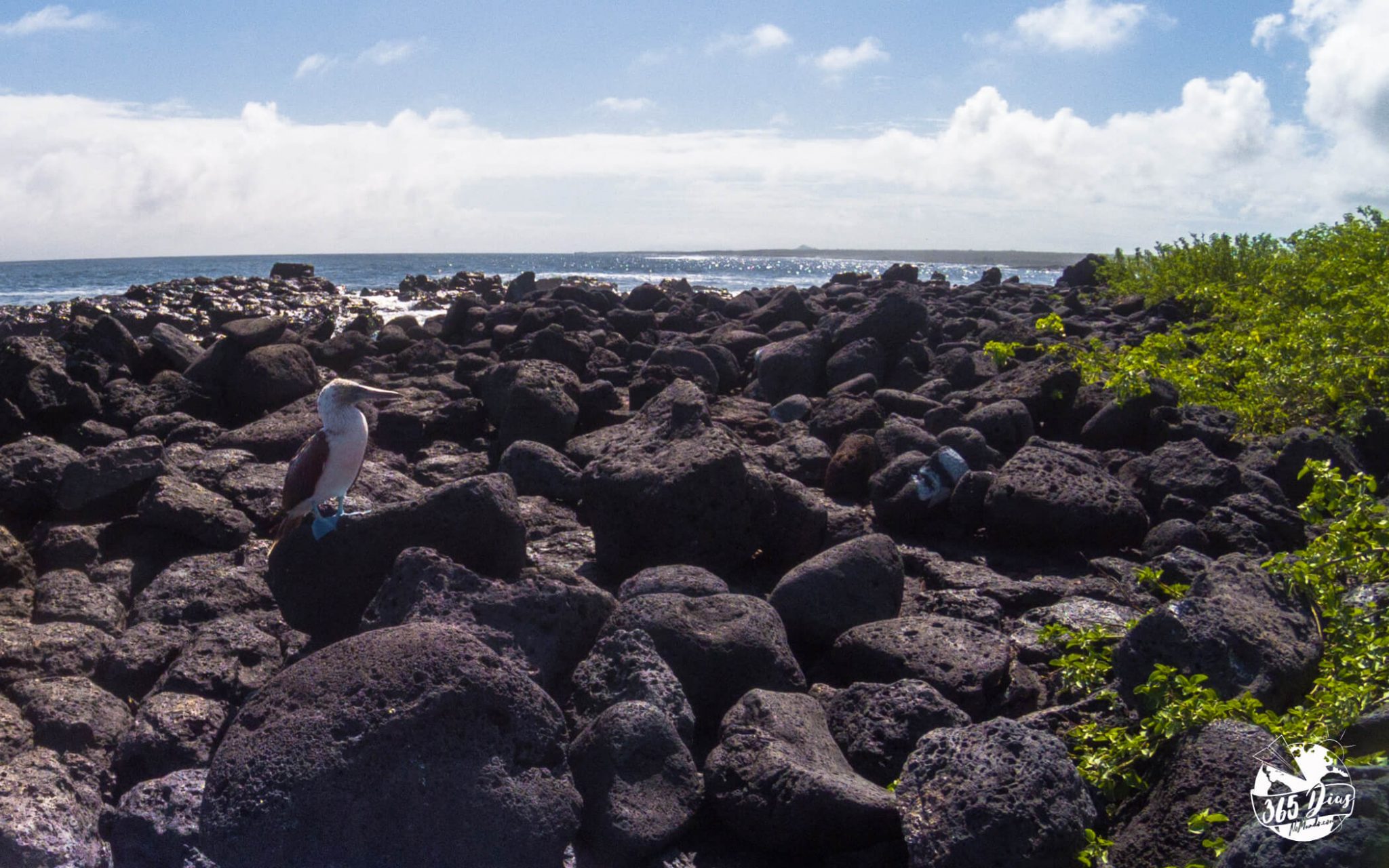 ISLA PINZÓN - GALÁPAGOS (EQUADOR)